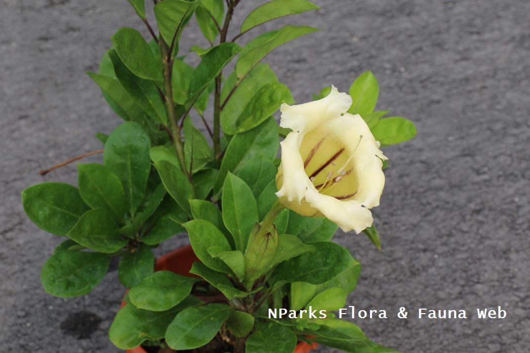 NParks | Solandra longiflora