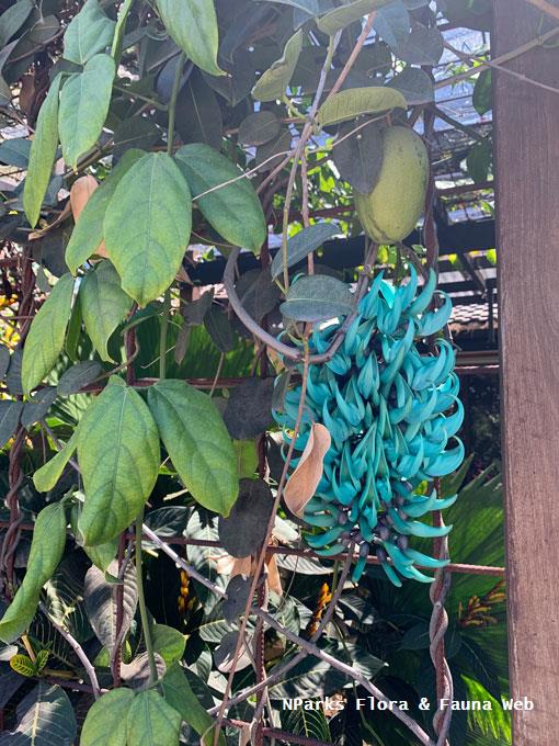 NParks | Strongylodon macrobotrys