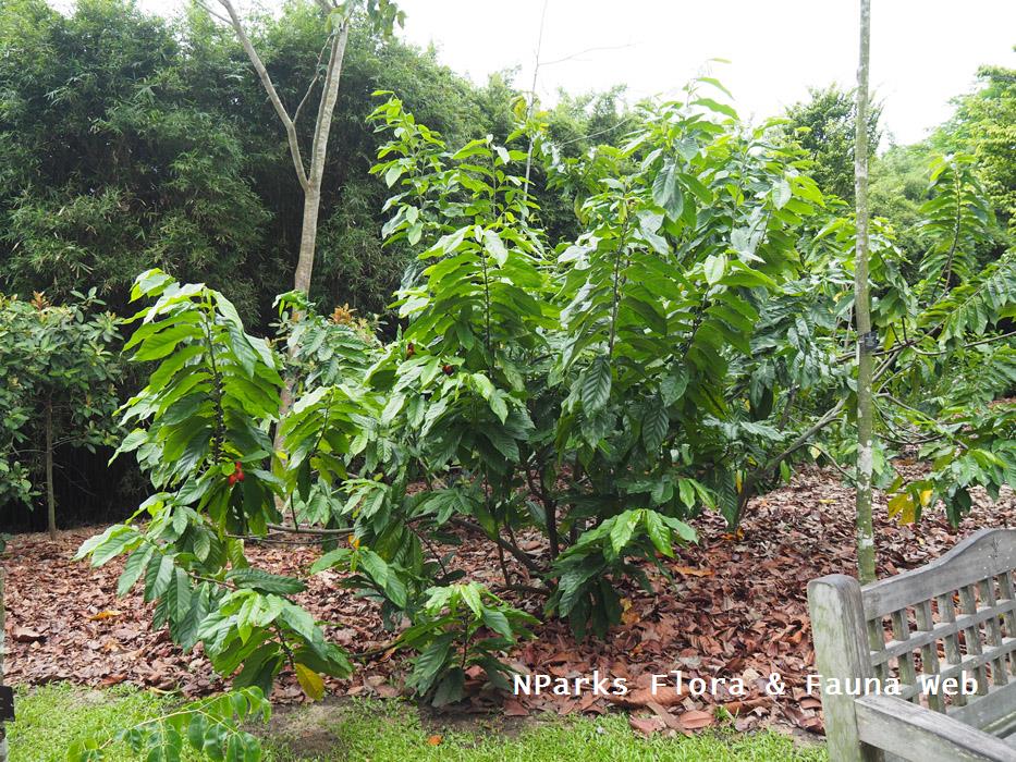 NParks | Uvaria grandiflora