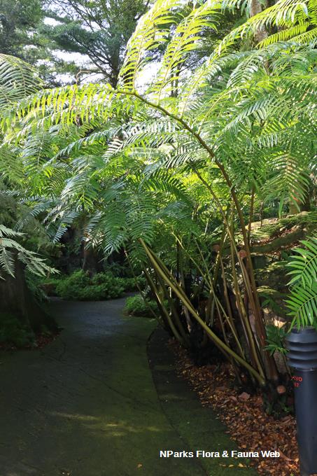 NParks | Angiopteris evecta