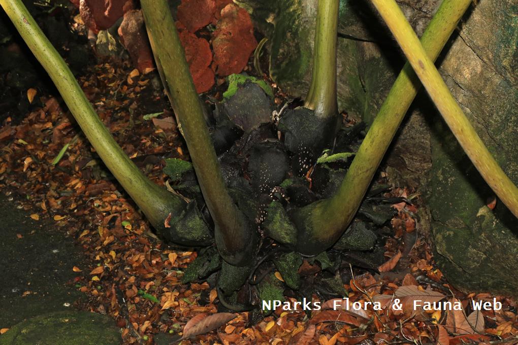 NParks | Angiopteris evecta