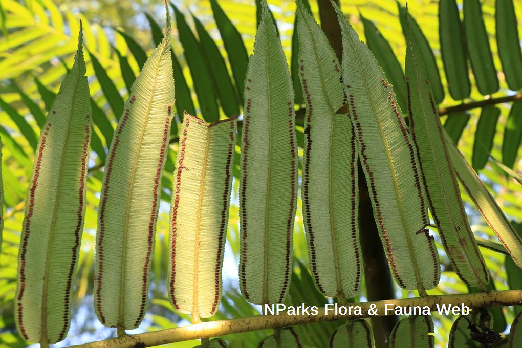 NParks | Angiopteris evecta