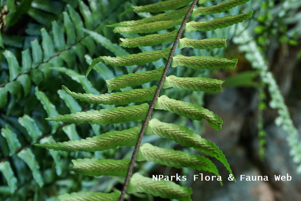 NParks | Asplenium longissimum