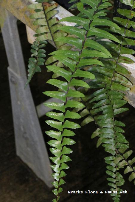 NParks | Asplenium longissimum