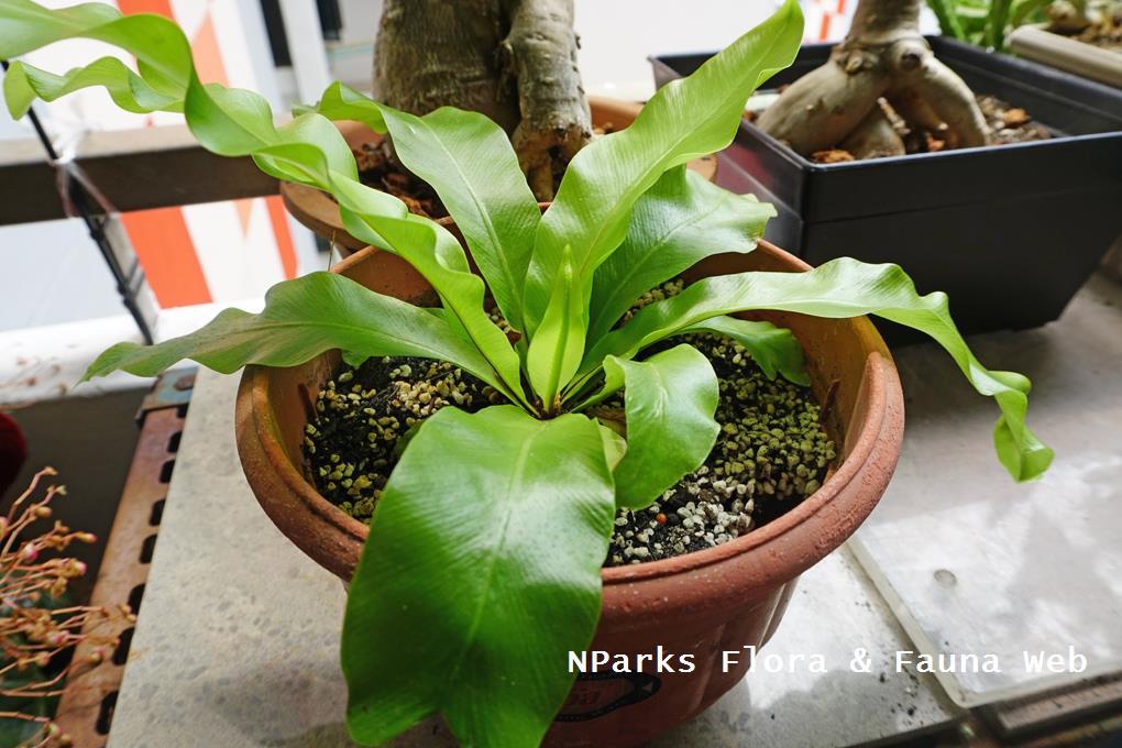 NParks | Asplenium nidus