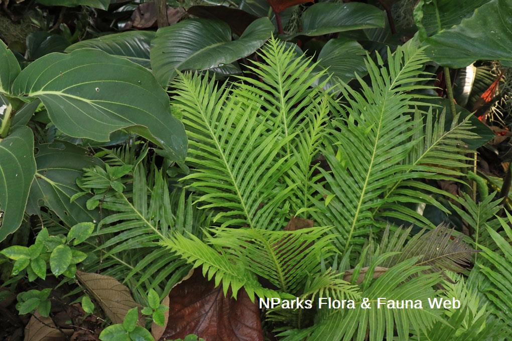 NParks | Oceaniopteris gibba