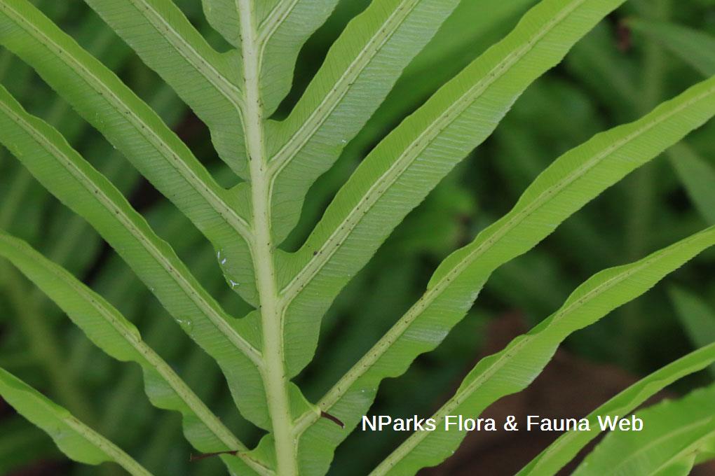 NParks | Oceaniopteris gibba