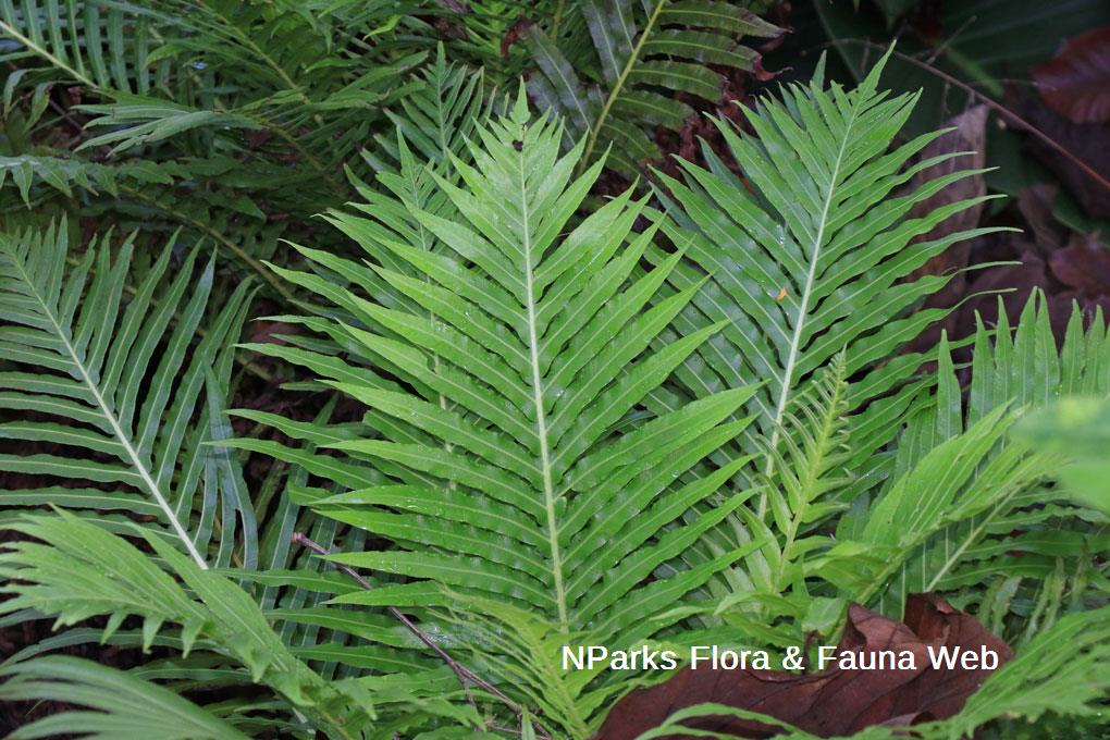 NParks | Oceaniopteris gibba