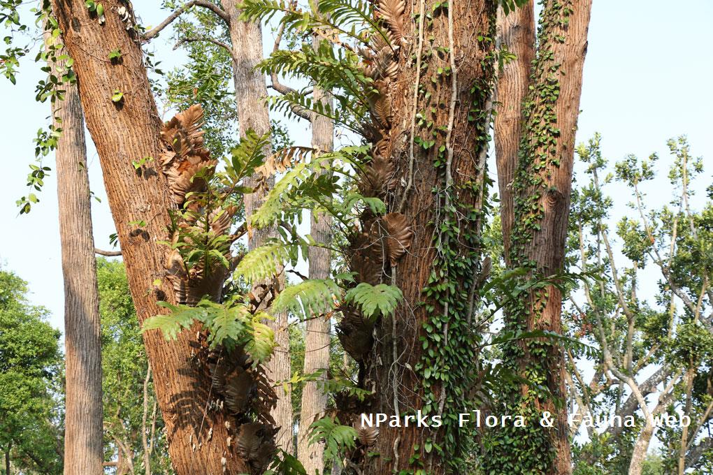 NParks | Drynaria quercifolia