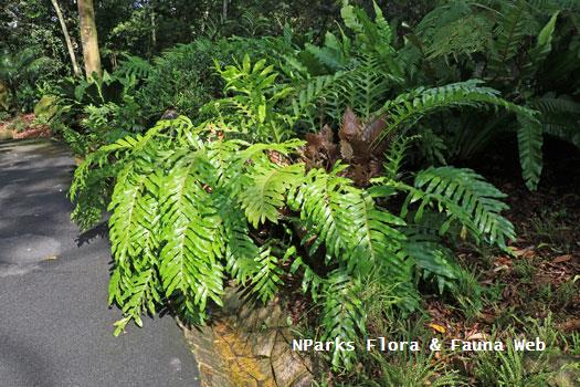 NParks | Drynaria quercifolia
