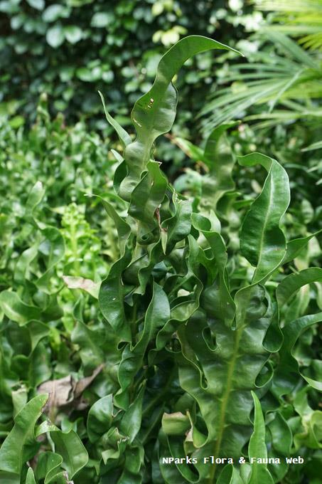 NParks | Microsorum scolopendria 'Vp003'