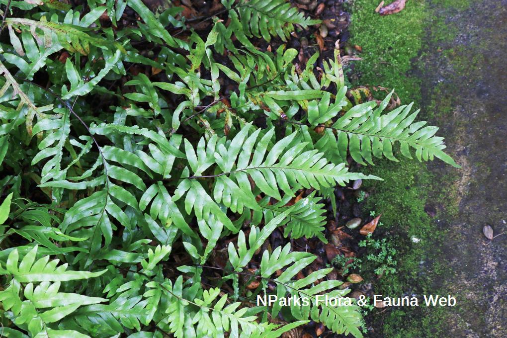 Pteris semipinnata – National Parks Board