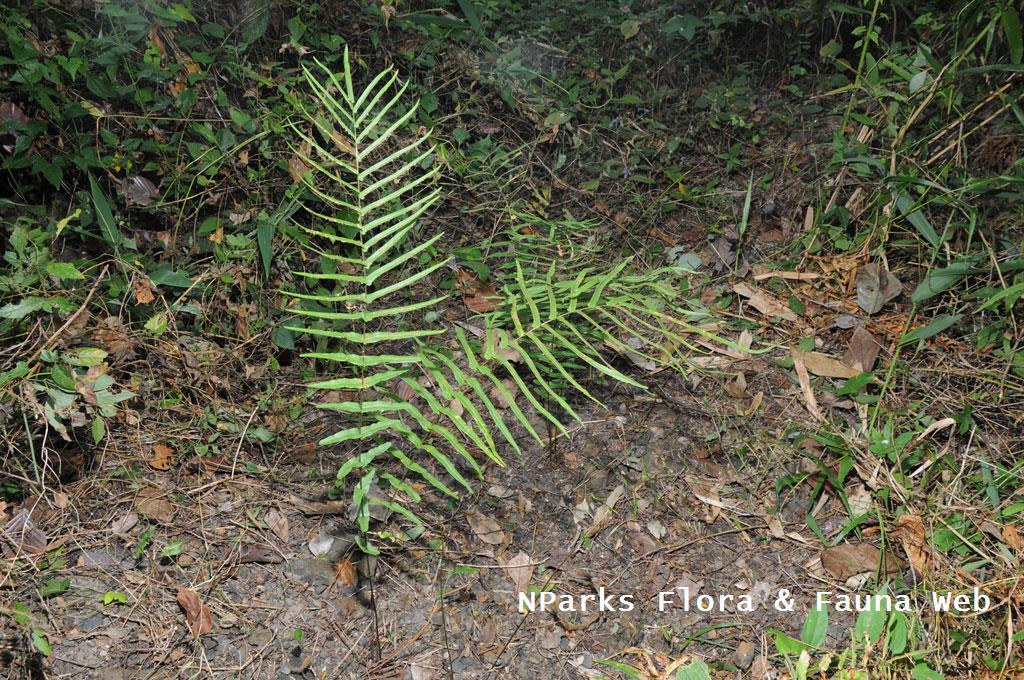NParks | Pteris vittata