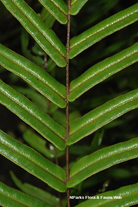 NParks | Pteris vittata