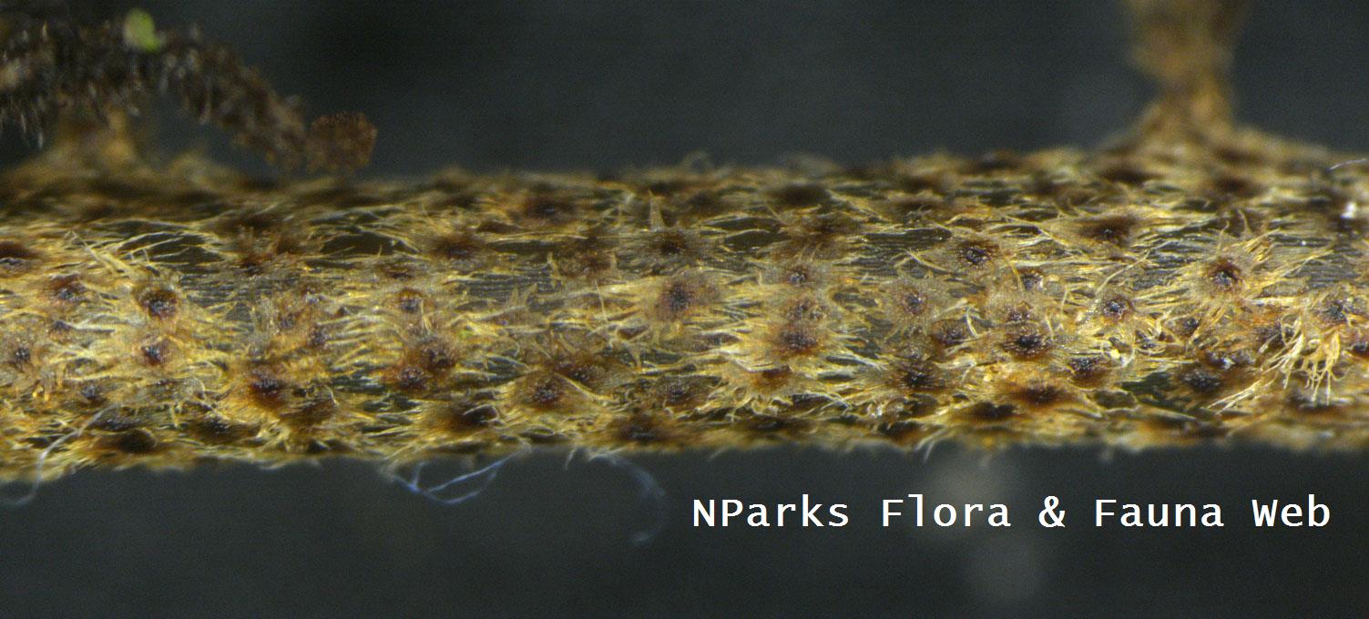 NParks | Pyrrosia piloselloides