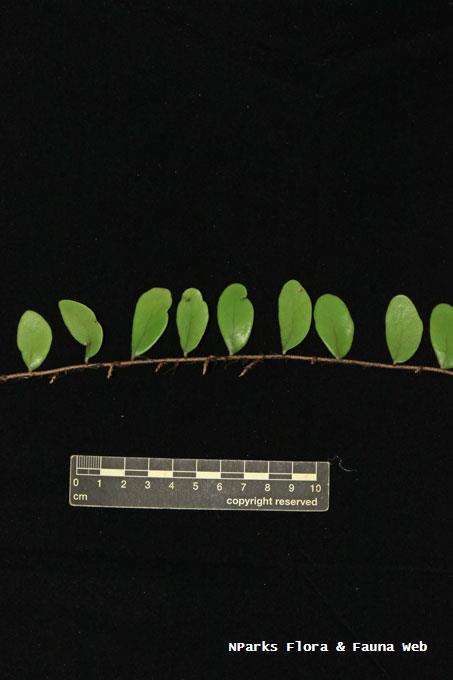 NParks | Pyrrosia piloselloides