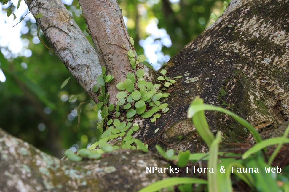 NParks | Pyrrosia piloselloides