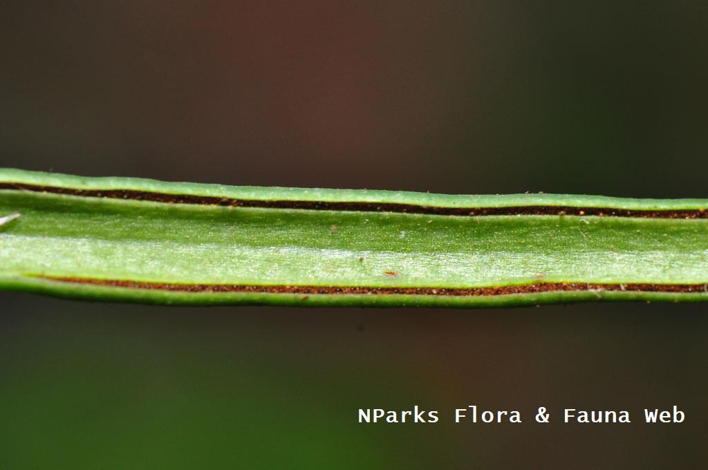 NParks | Haplopteris ensiformis