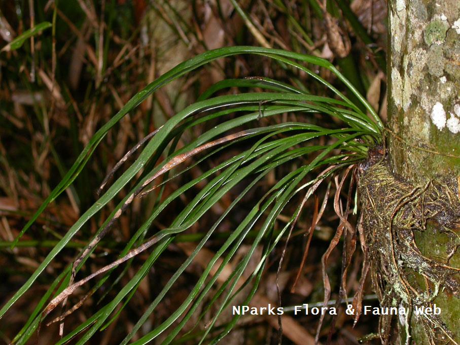 NParks | Haplopteris ensiformis