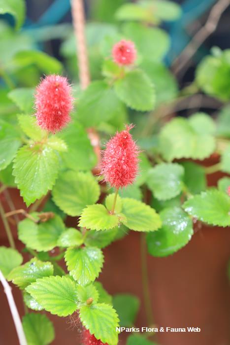 NParks | Acalypha chamaedrifolia