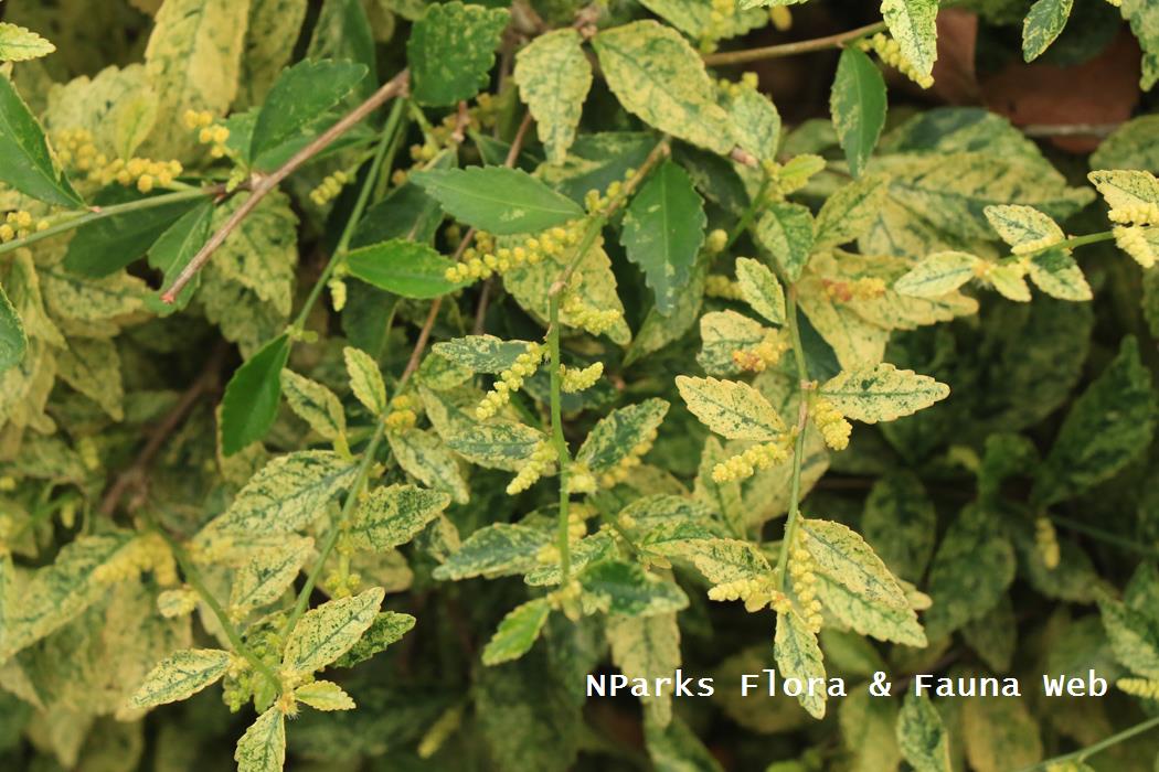 NParks | Acalypha wilkesiana 'Java White'