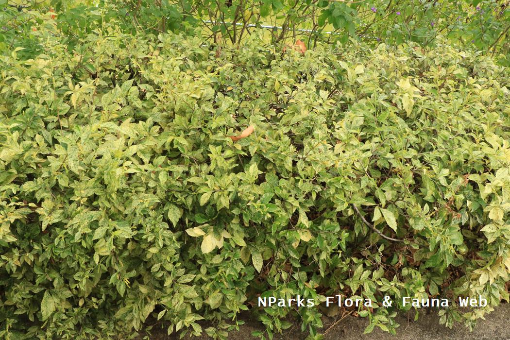 NParks | Acalypha siamensis (Variegated Leaf)