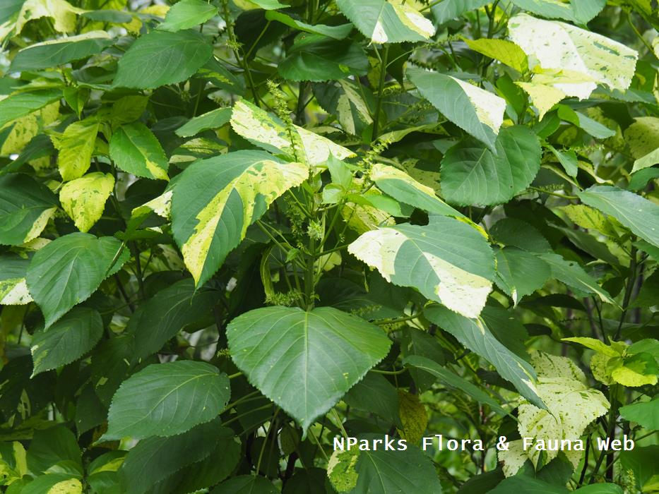NParks | Acalypha wilkesiana 'Java White'