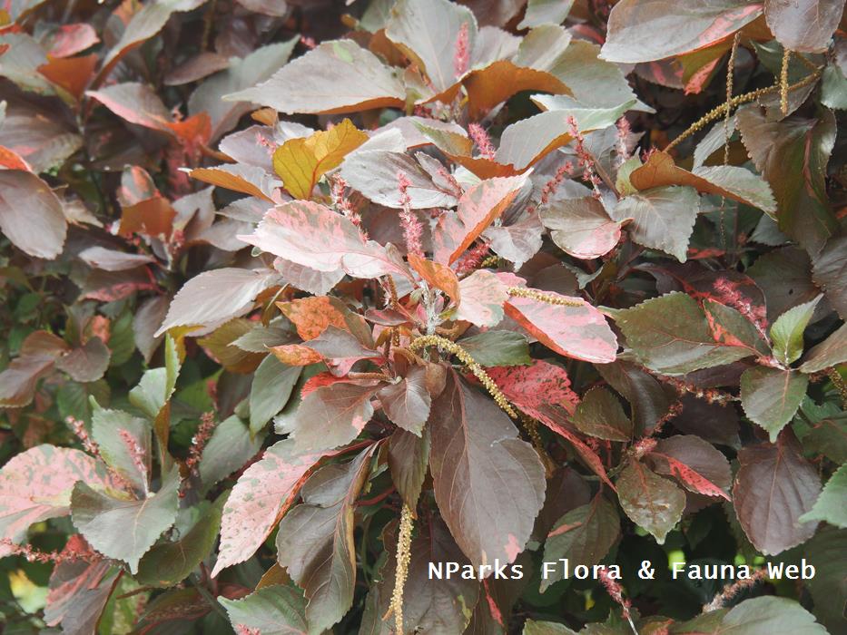 NParks | Acalypha indica