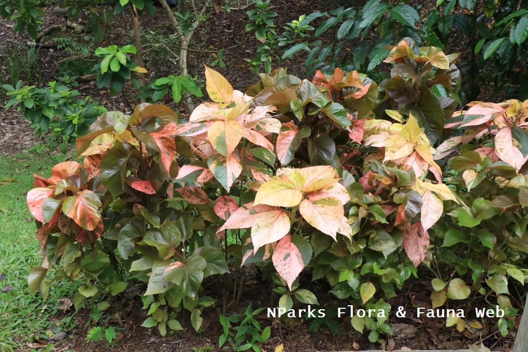 NParks | Acalypha wilkesiana 'Mosaica'