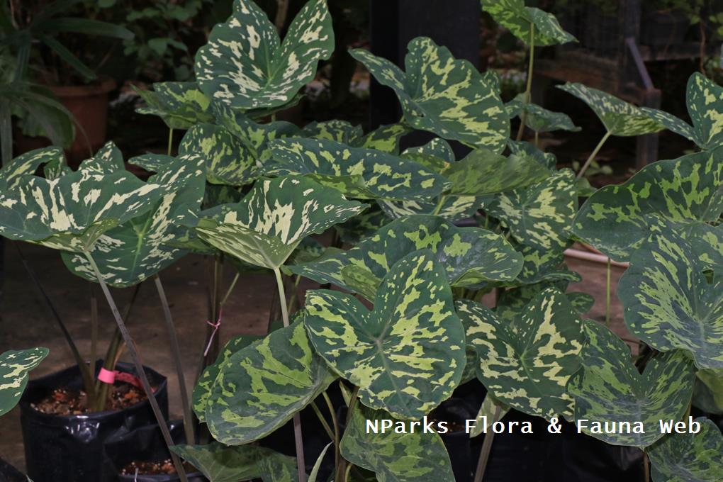 NParks | Caladium praetermissum