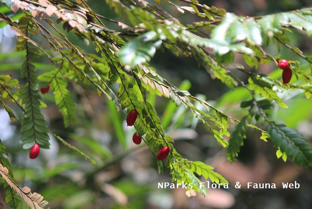 Anisophyllea disticha - National Parks Board