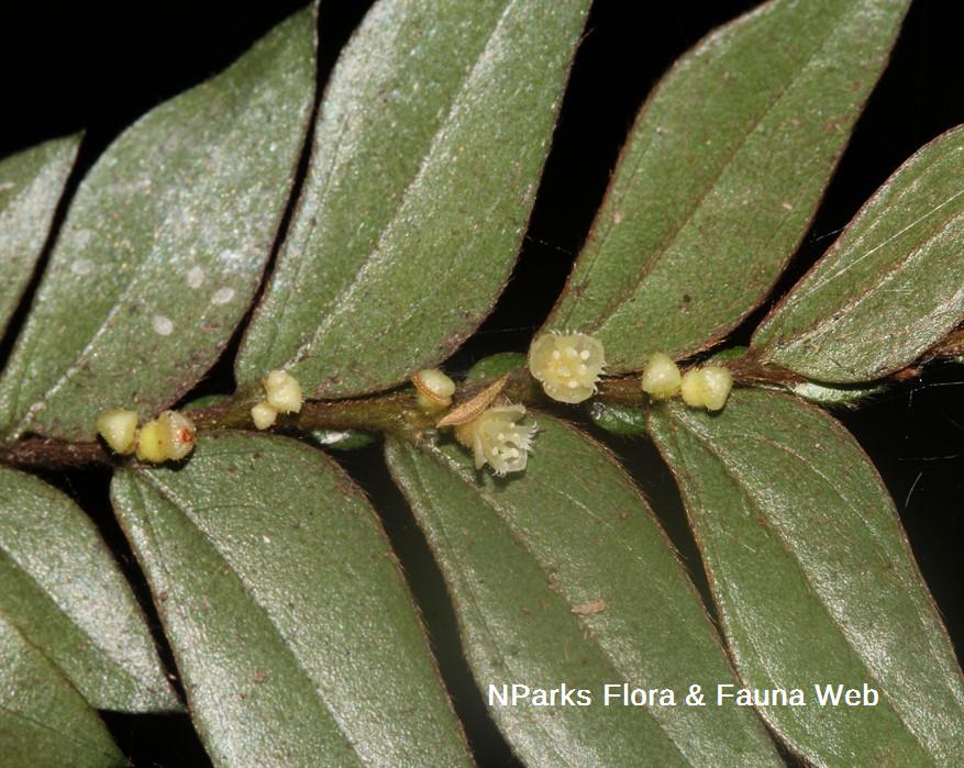 Anisophyllea disticha - National Parks Board