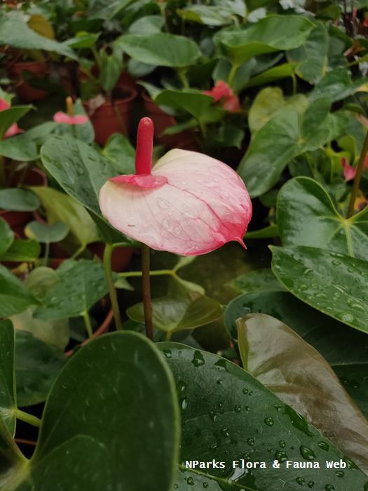 Anthurium andraeanum Double Spathe