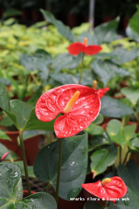 NParks | Anthurium