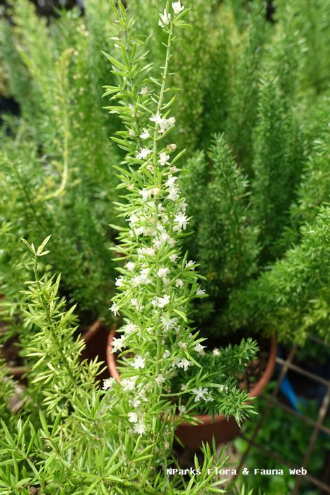 NParks | Asparagus densiflorus 'Myersii'