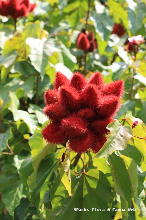 NParks | Bixa orellana