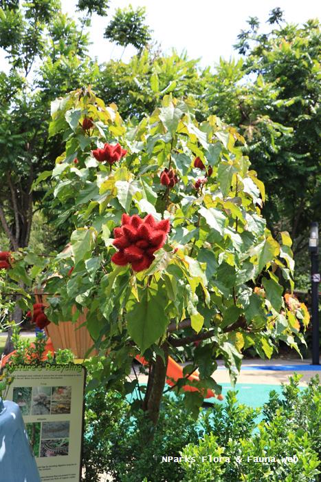 NParks | Bixa orellana