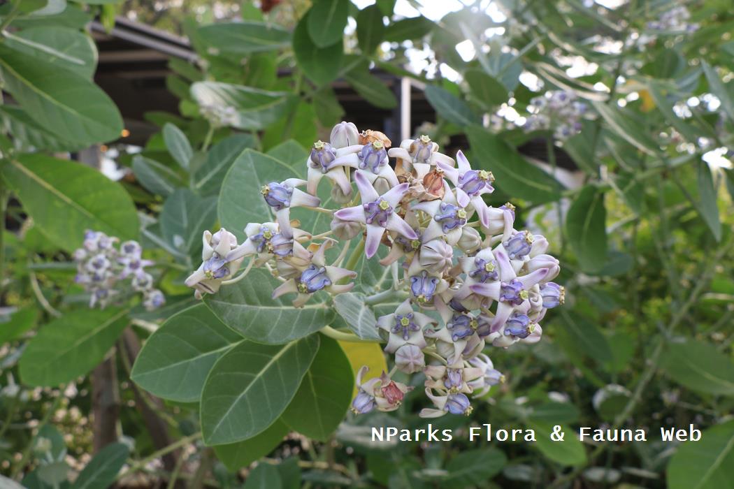 Calotropis