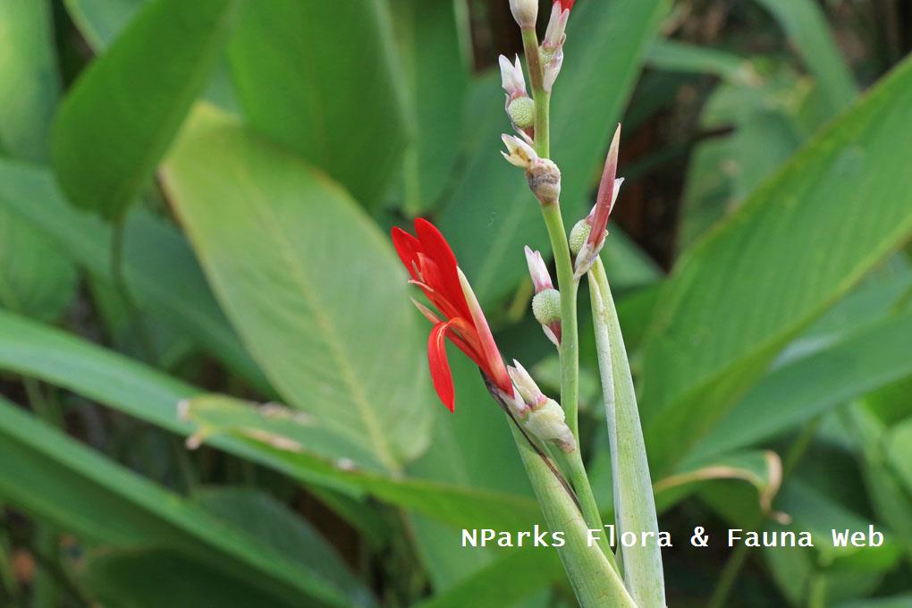 NParks | Canna indica (Ornamental)