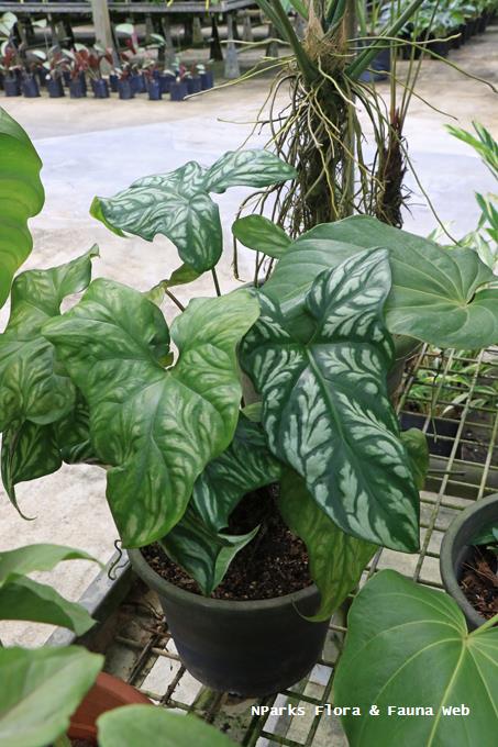 NParks | Cercestis mirabilis