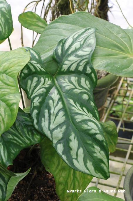 NParks | Cercestis mirabilis