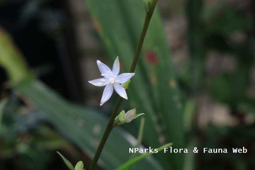 NParks | Chlorophytum capense