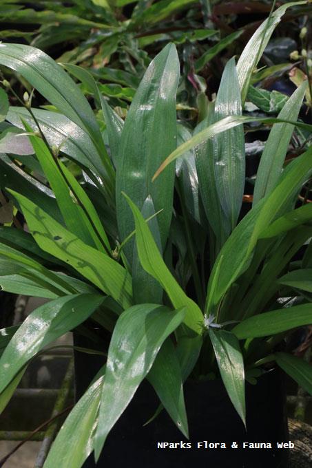 NParks | Chlorophytum capense