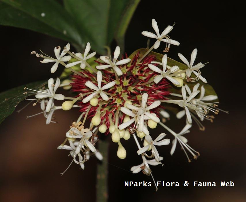NParks | Clerodendrum deflexum