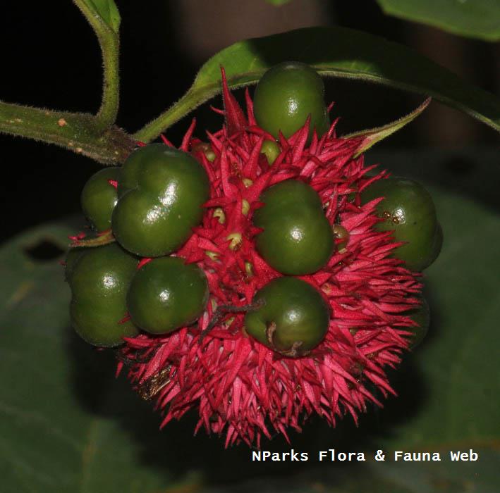 NParks | Clerodendrum deflexum