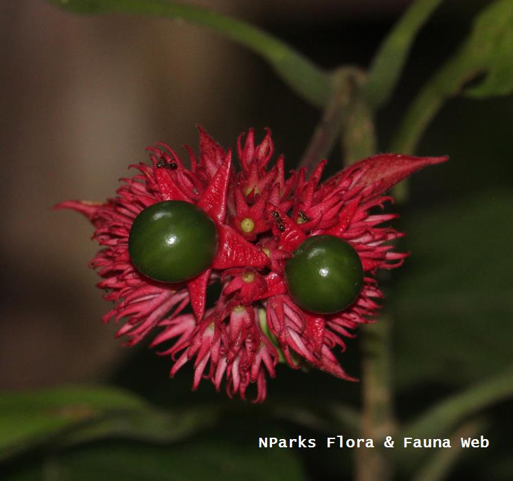 NParks | Clerodendrum deflexum