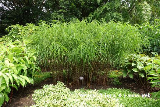NParks | Costus stenophyllus