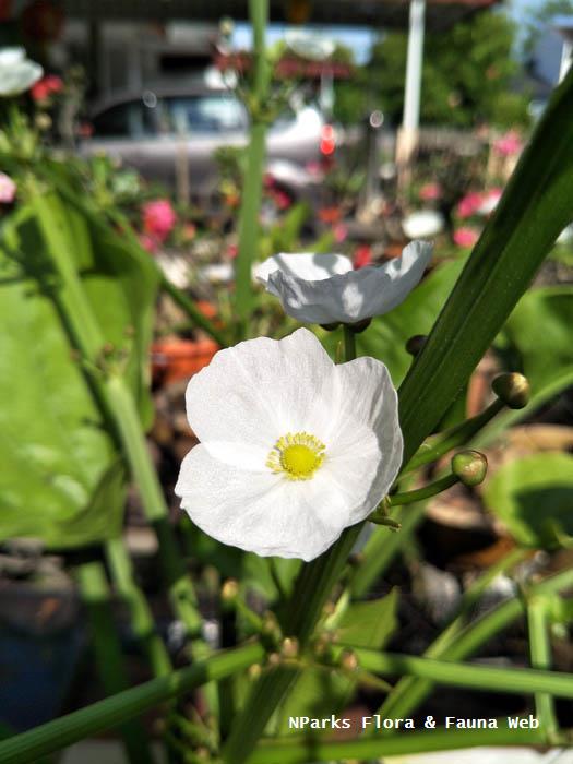 NParks | Terminalia molinetii