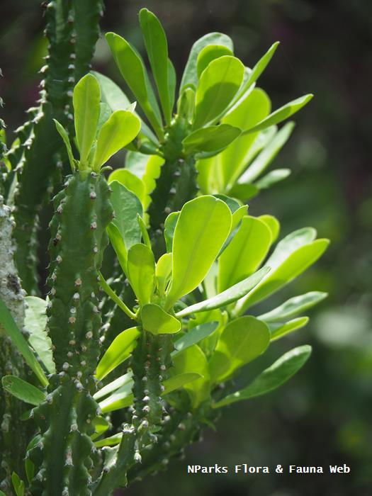 Euphorbia Neriifolia