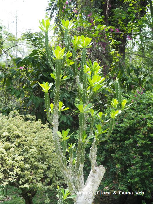 NParks | Euphorbia neriifolia